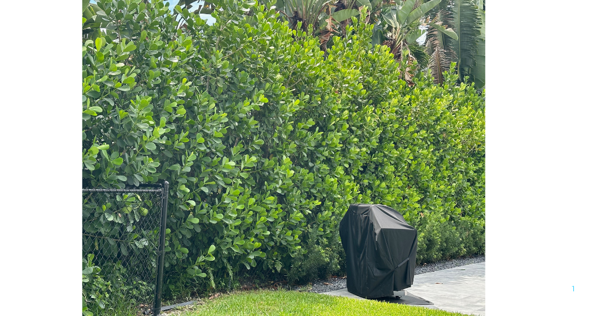 Clusia Hedges Miami | Expert Privacy Hedge Installation