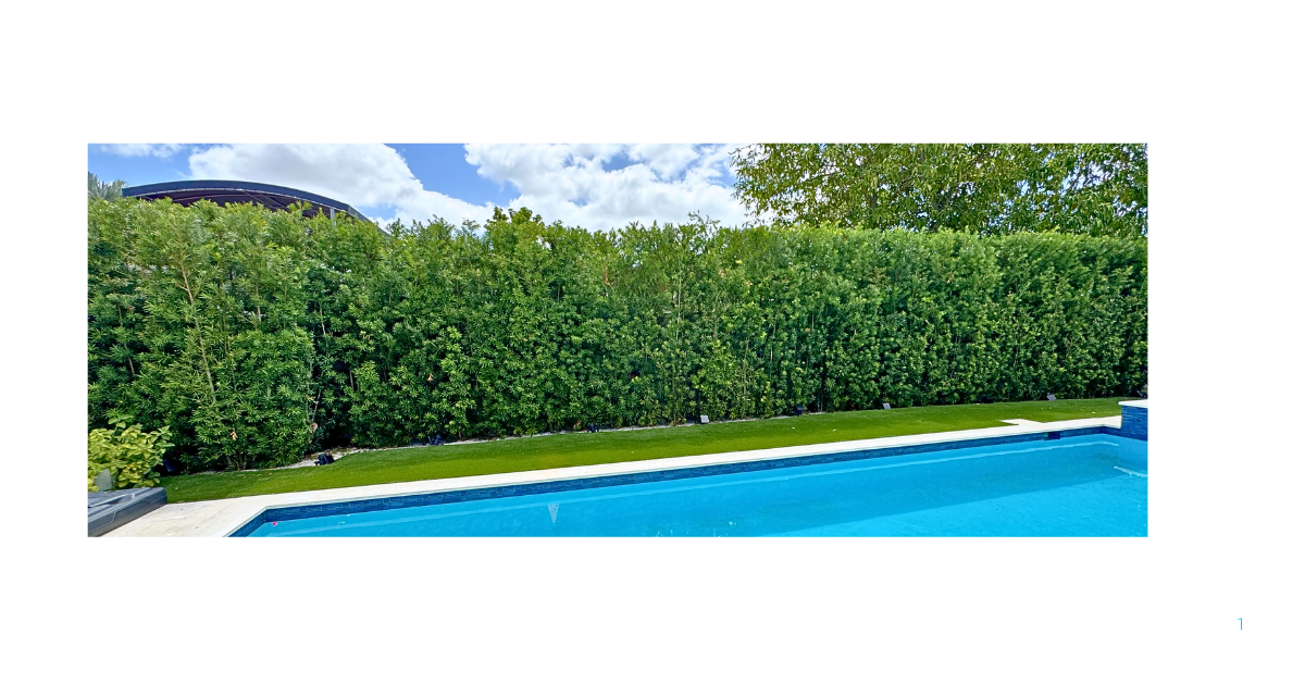 Podocarpus Hedges – miamiplants.com